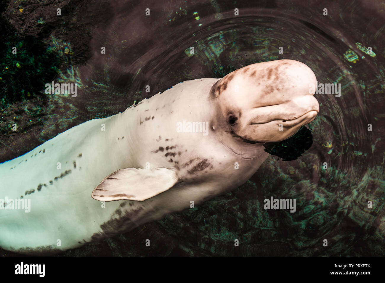 Beluga Whales Mystic Aquarium Mystic, Connecticut, USA Stock Photo - Alamy