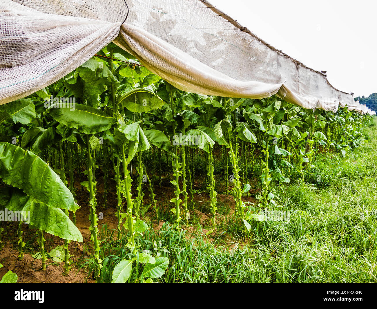 Shade Grown Tobacco Bloomfield, Connecticut, USA Stock Photo - Alamy