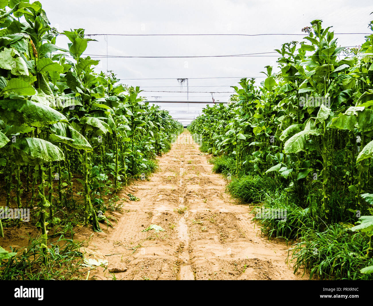 Shade Grown Tobacco Bloomfield, Connecticut, USA Stock Photo - Alamy