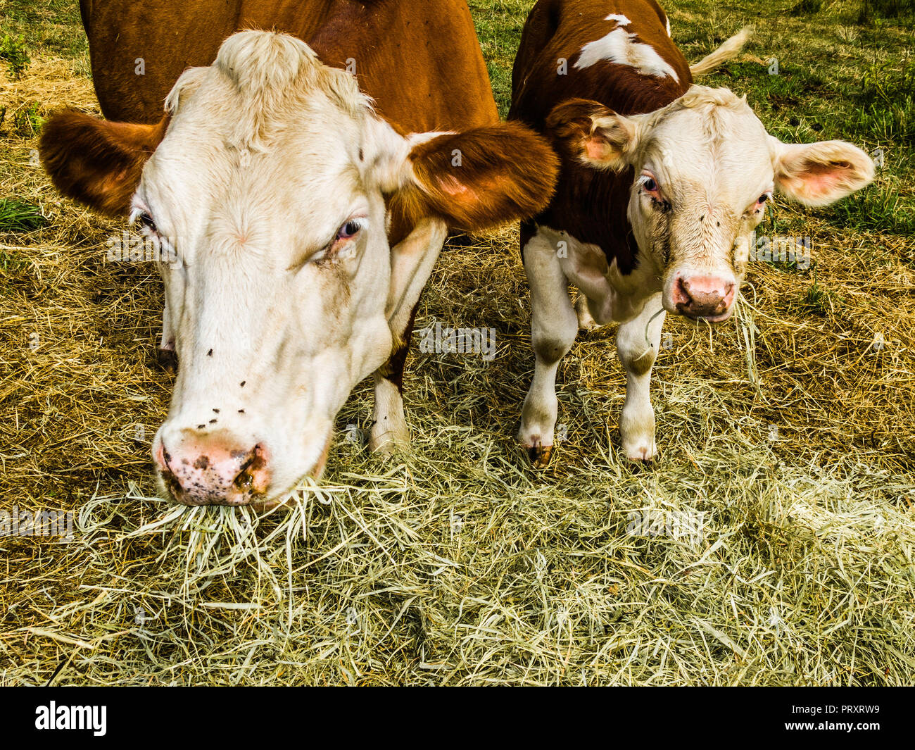 Cows Tulmeadow Farm Simsbury, Connecticut, USA Stock Photo - Alamy