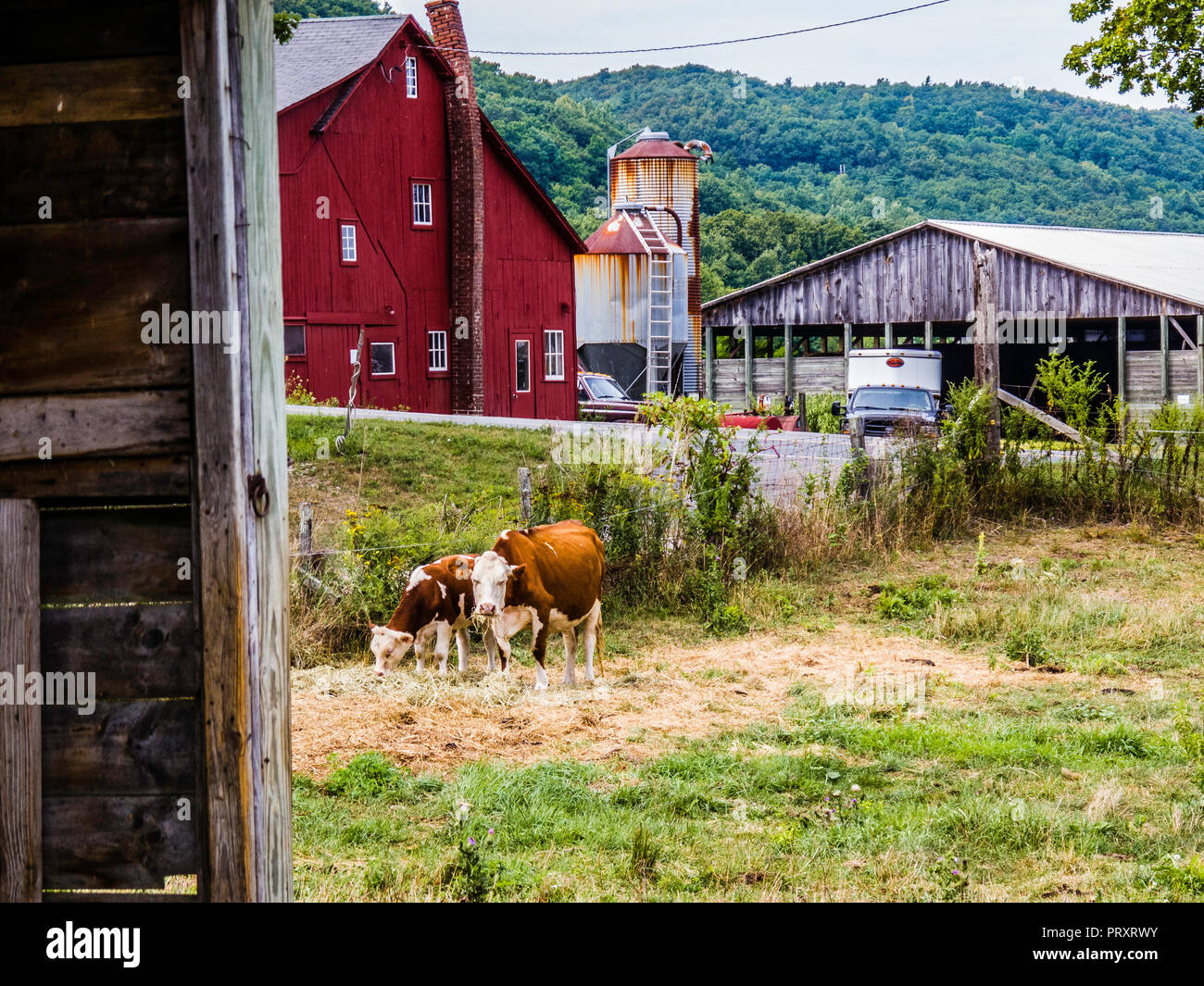 Cows Tulmeadow Farm Simsbury, Connecticut, USA Stock Photo - Alamy