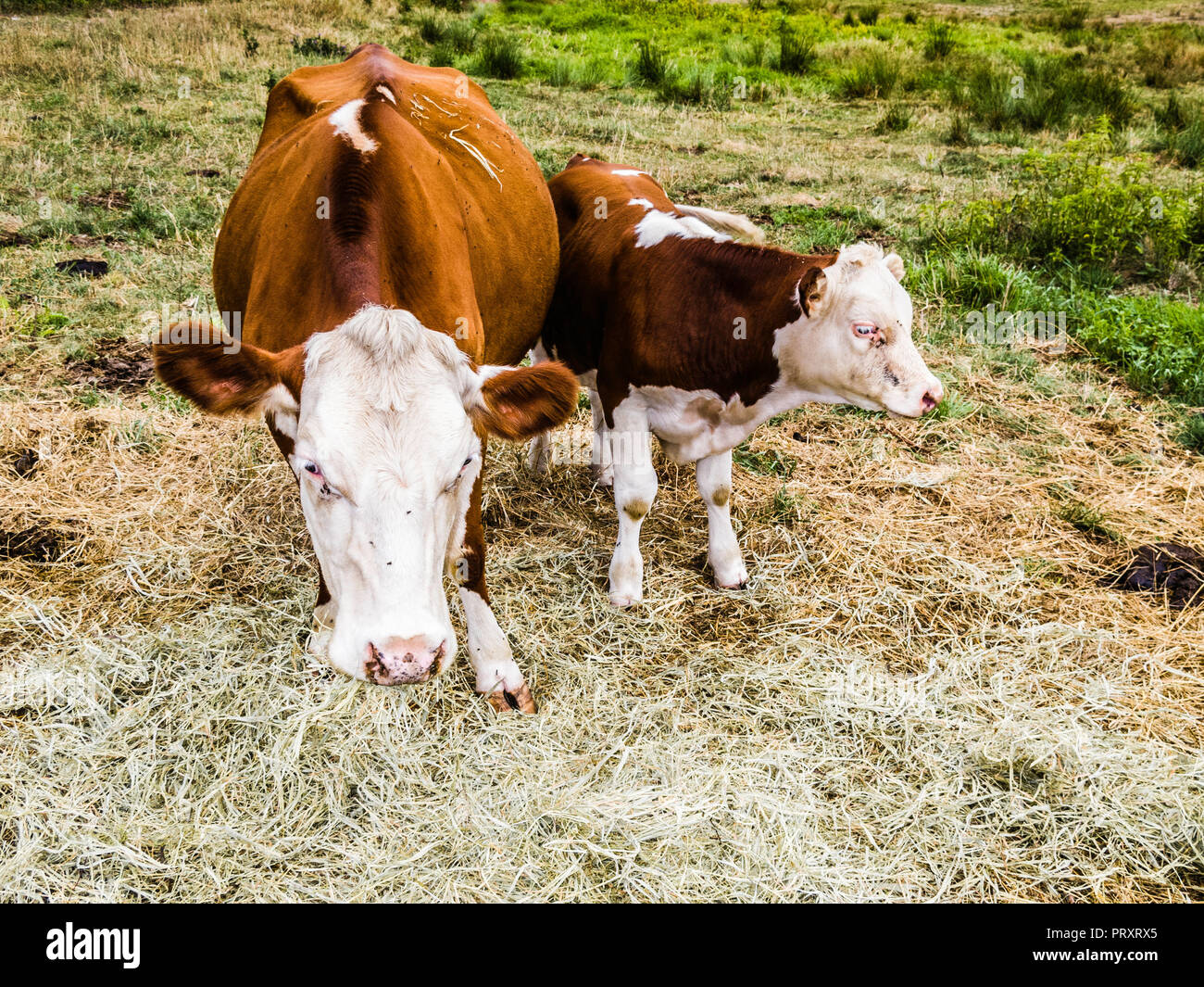 Tulmeadow farm simsbury connecticut usa hi-res stock photography and ...