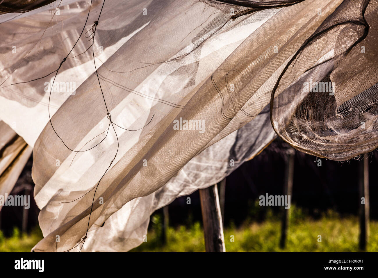 Tobacco netting hi-res stock photography and images - Alamy