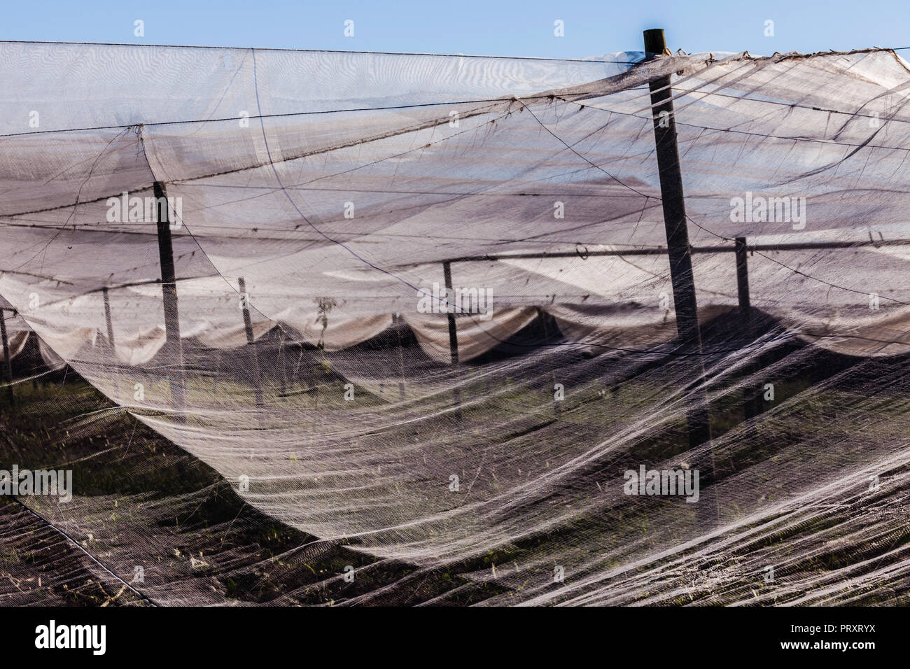 Tobacco netting hi-res stock photography and images - Alamy