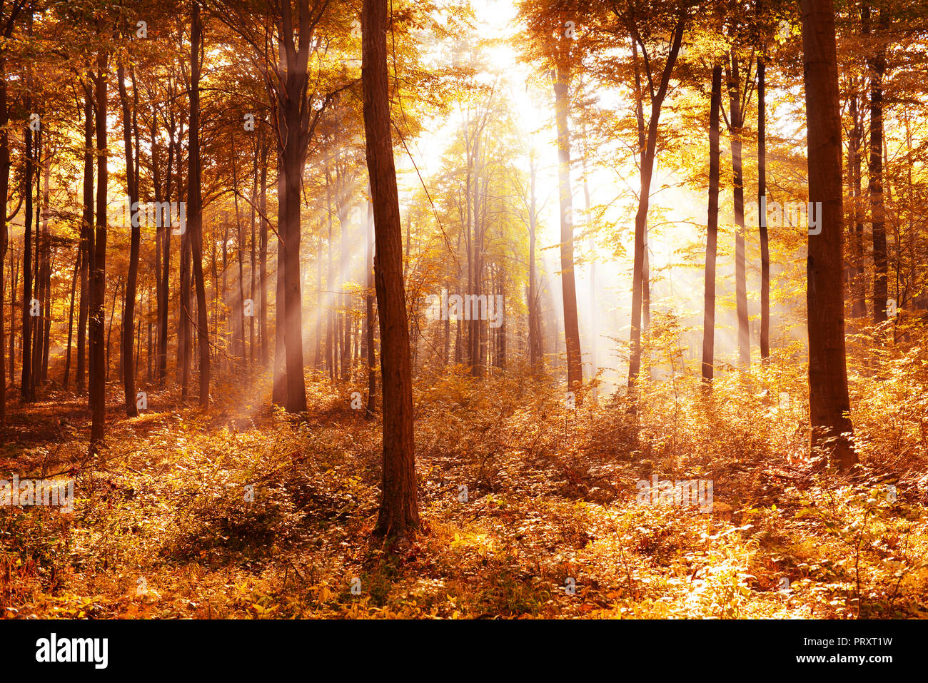 Autumn forest landscape Stock Photo - Alamy