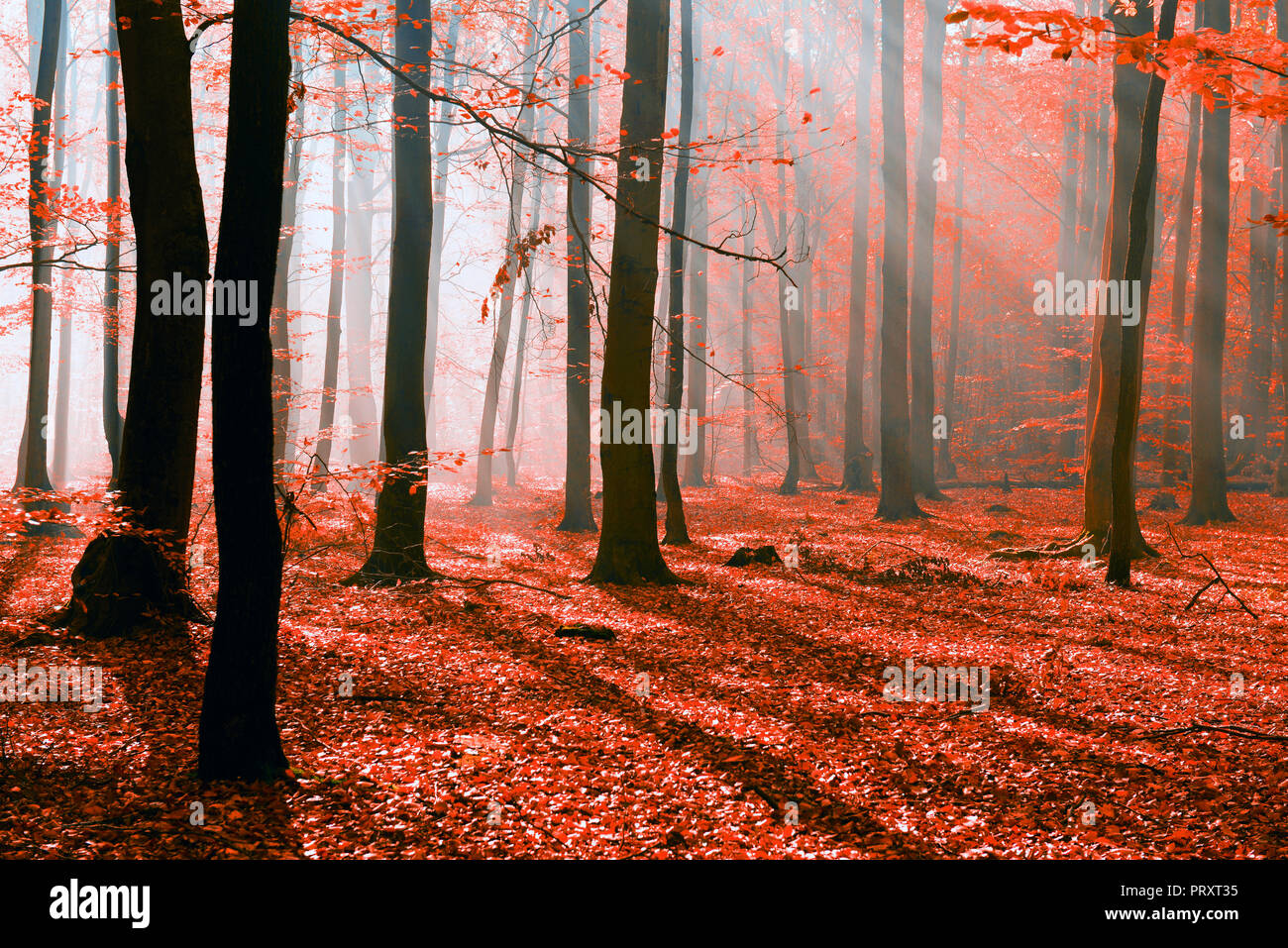 Autumn forest landscape Stock Photo - Alamy