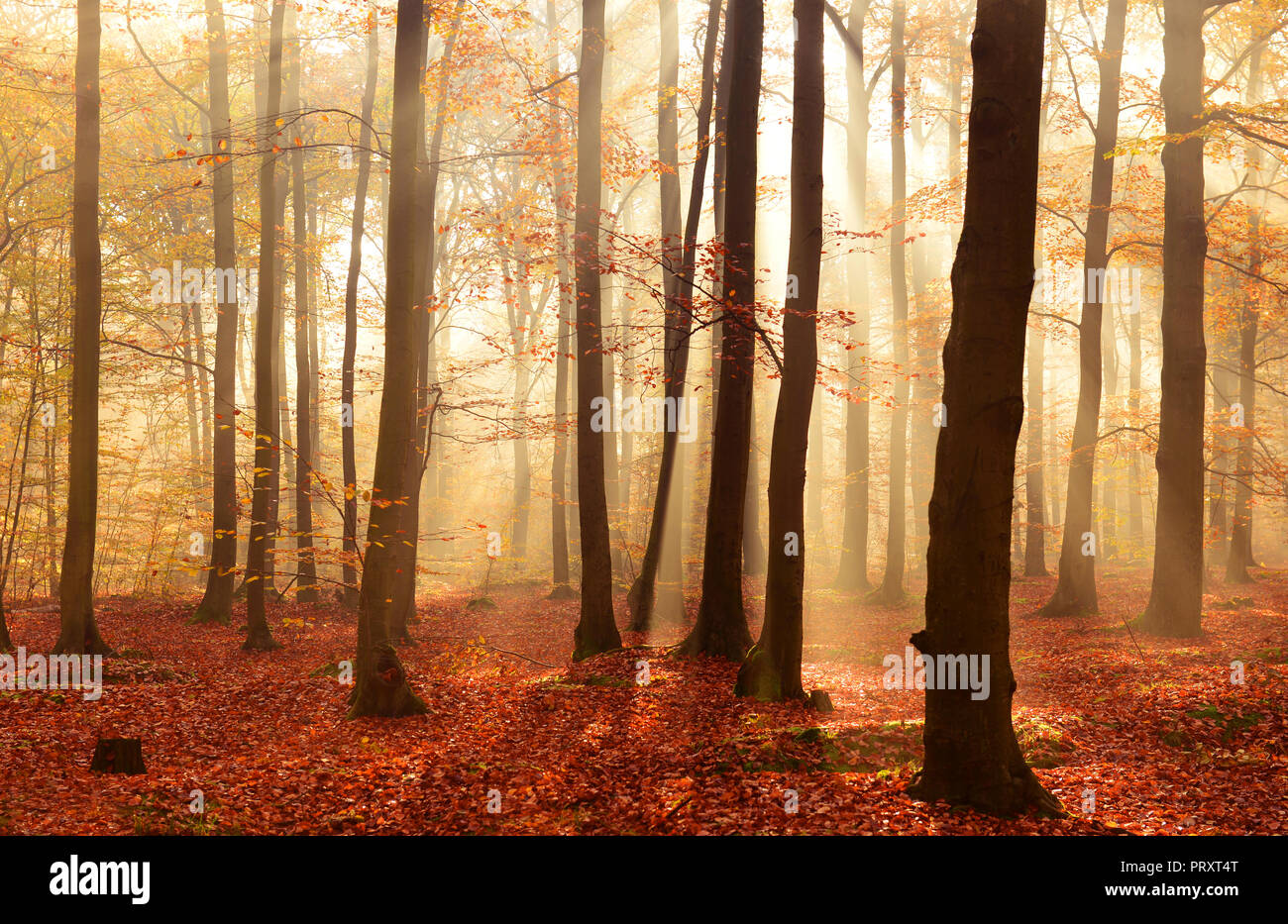 Autumn forest landscape Stock Photo - Alamy
