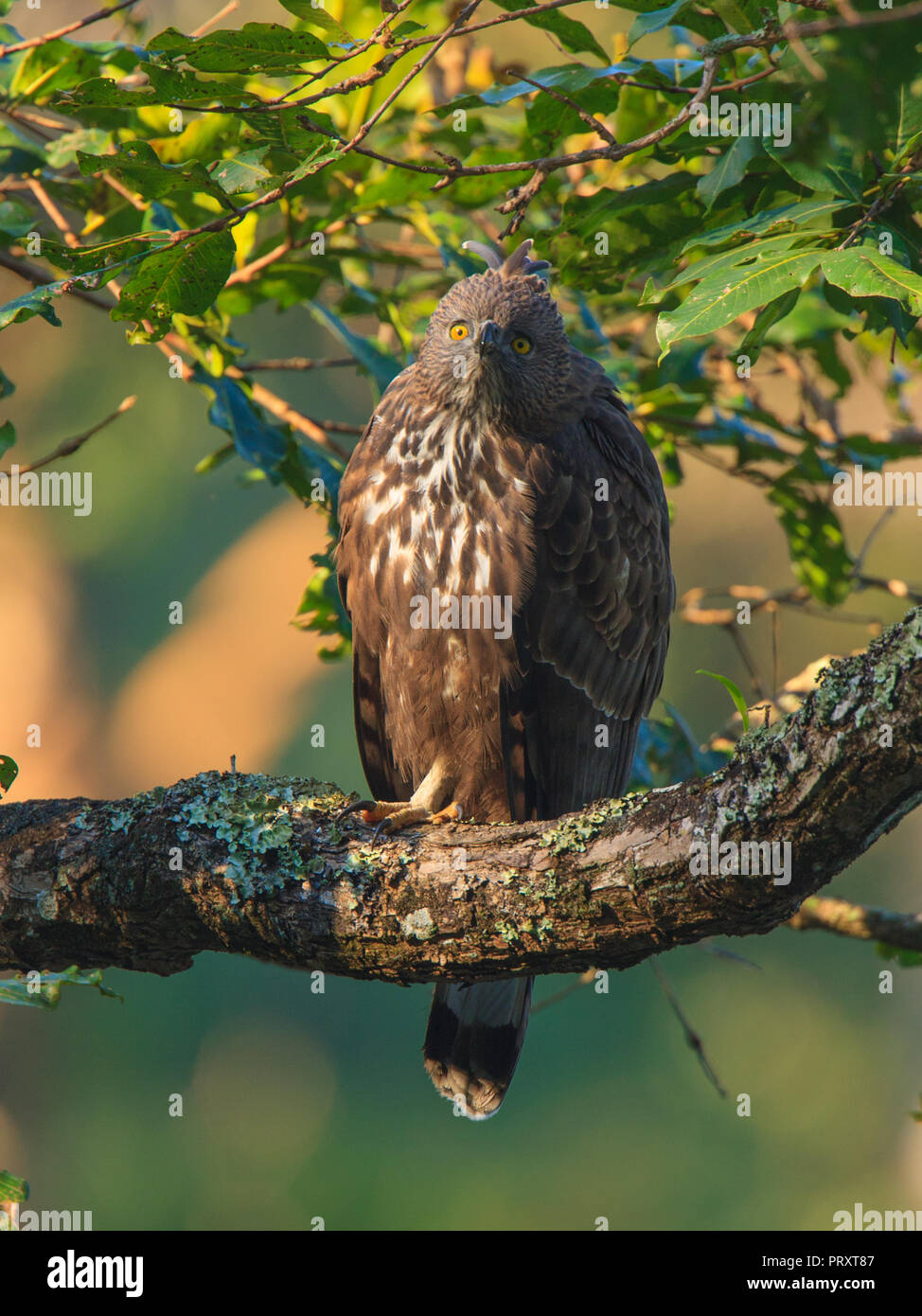 Changeable Hawk Eagle - at BR Hills Sanctuary (Karnataka, India Stock ...