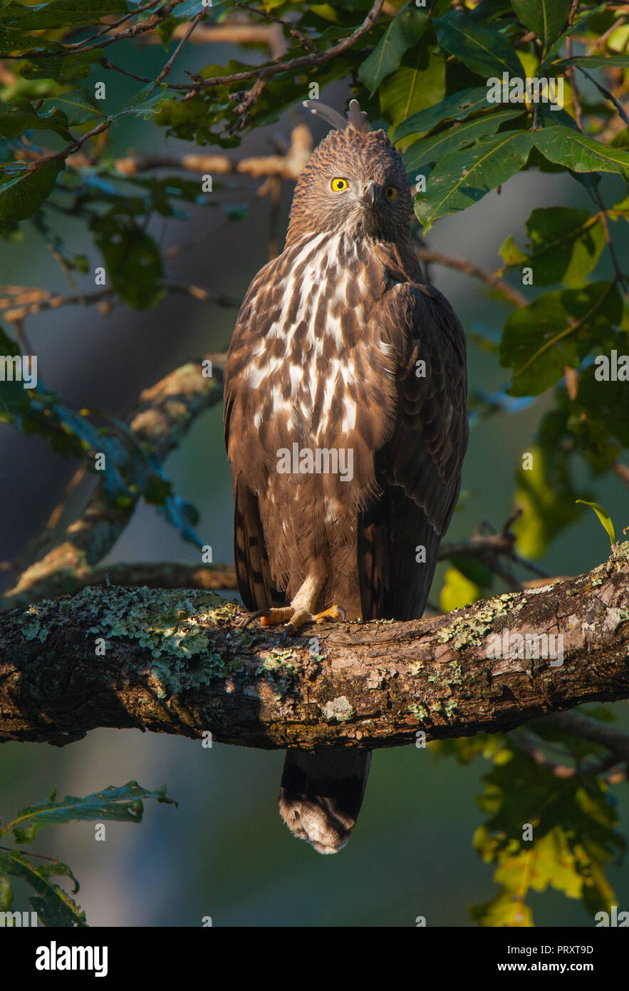 Changeable Hawk Eagle - at BR Hills Sanctuary (Karnataka, India Stock ...