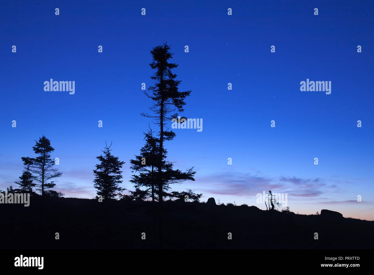 Twilight landscape silhouette with trees and dusky blue sky Stock Photo ...