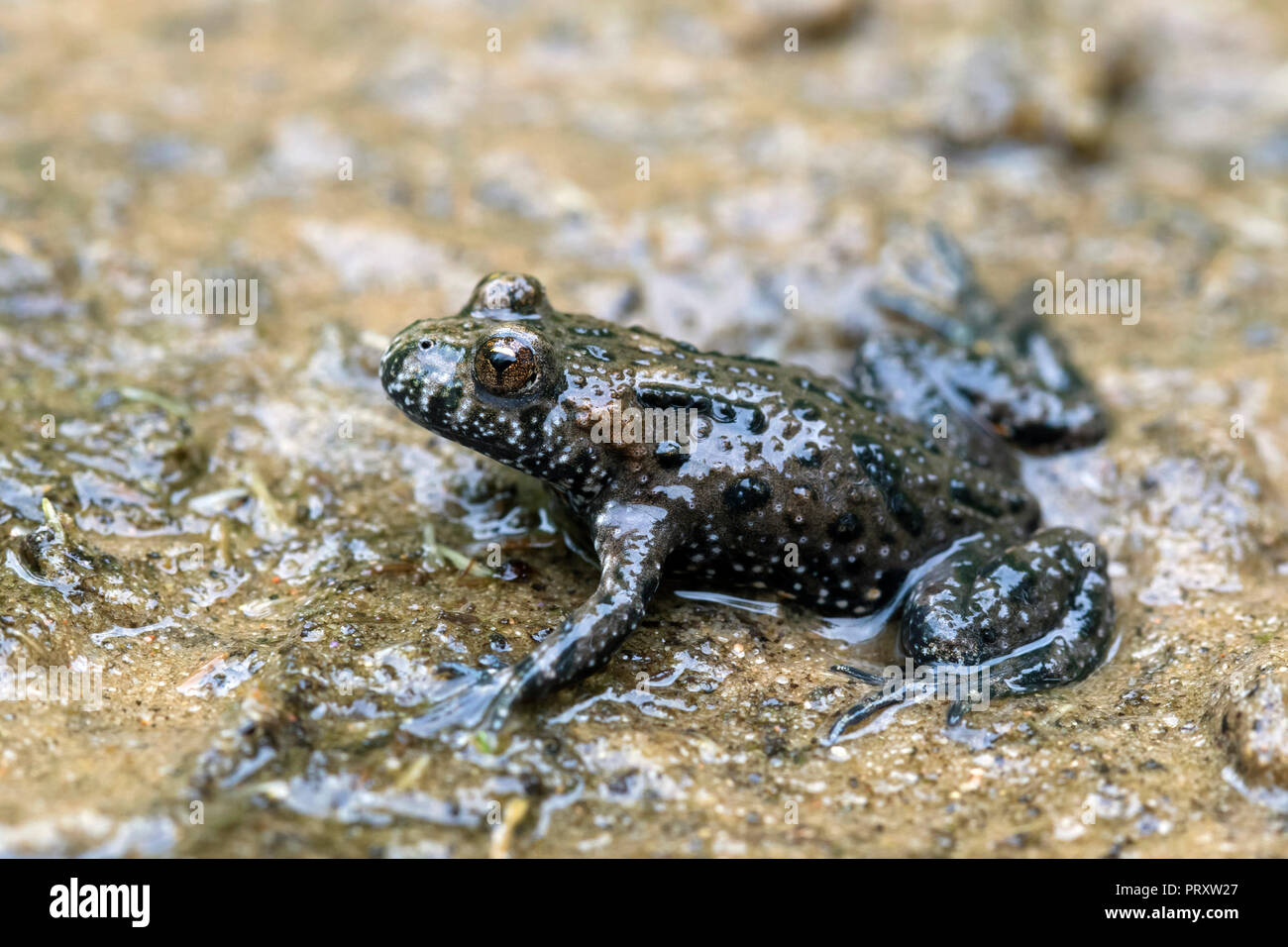 European fire-bellied toad (Bombina bombina) native to mainland Europe ...