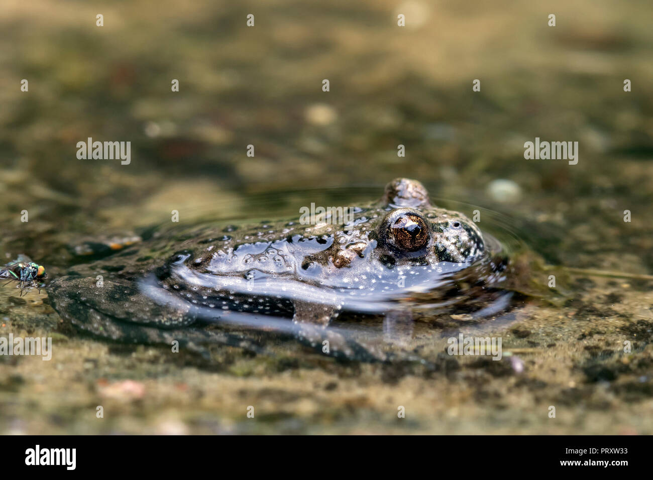 European fire-bellied toad (Bombina bombina) in puddle, native to ...