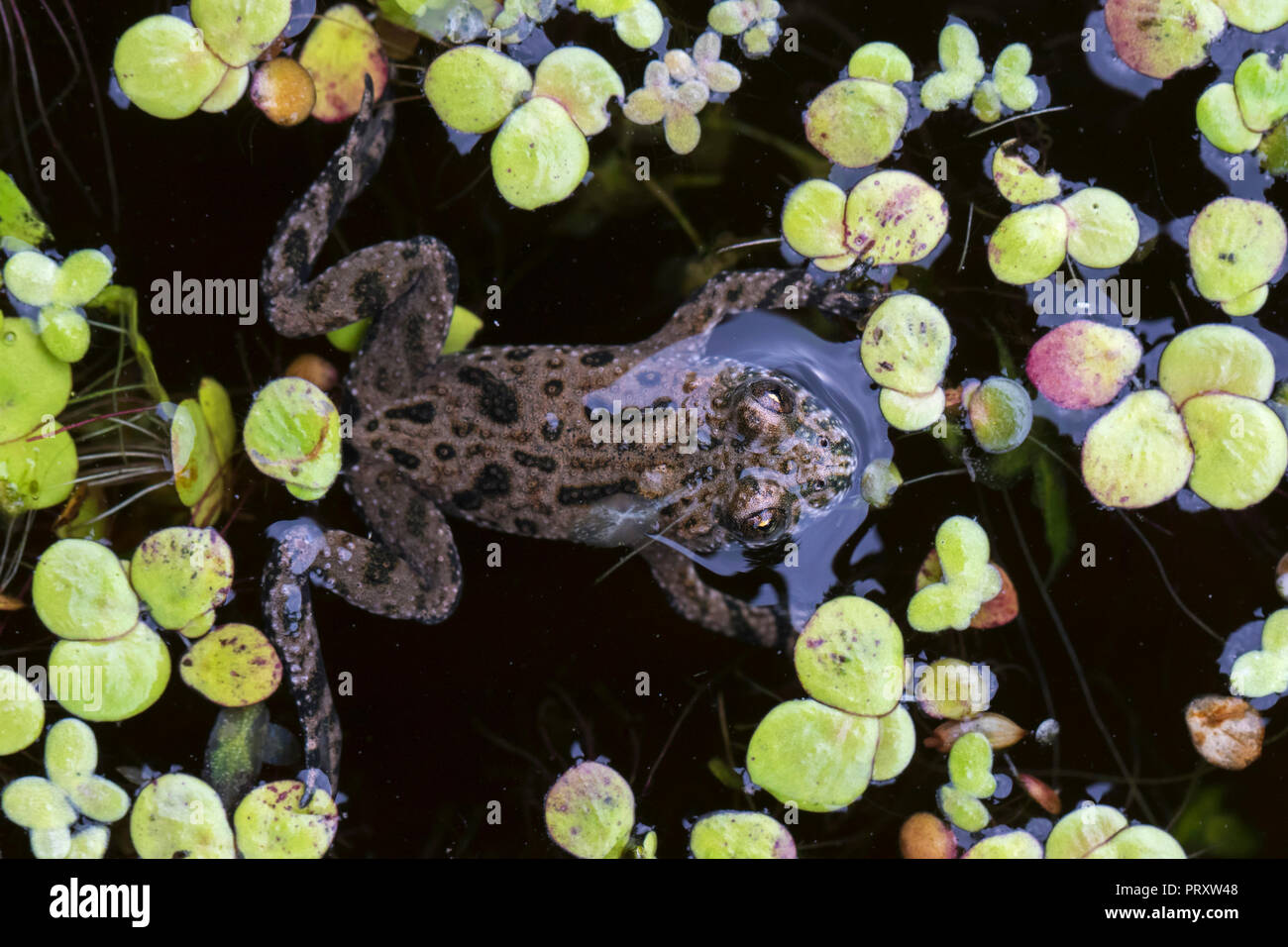 European fire-bellied toad (Bombina bombina) floating in pond, native ...