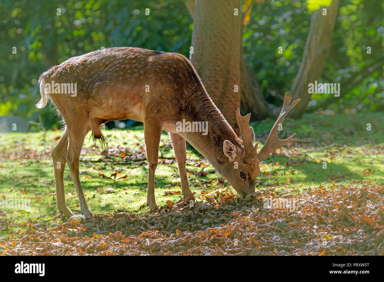 Deer Browsing High Resolution Stock Photography and Images - Alamy