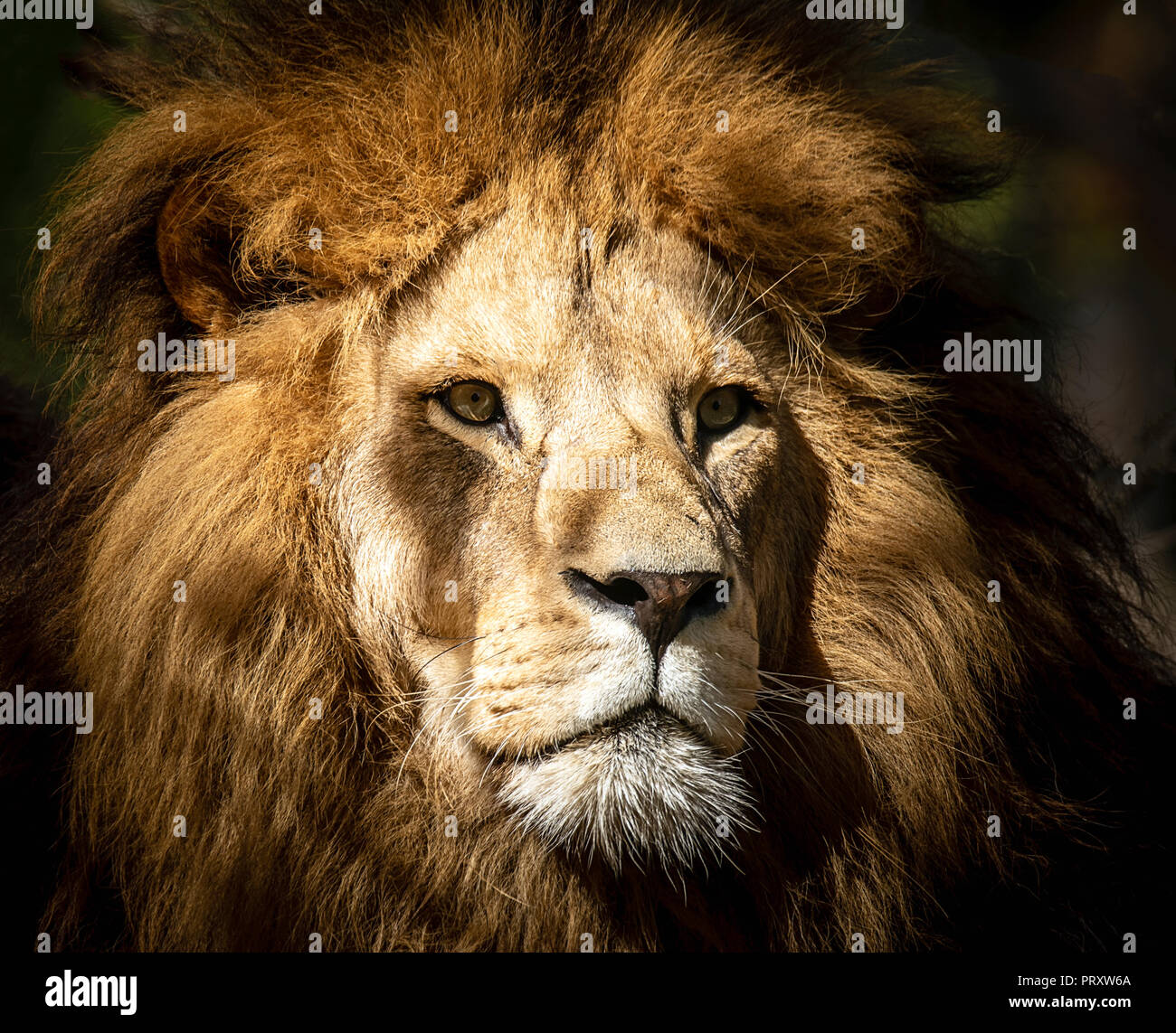 Dangerous face hi-res stock photography and images - Alamy