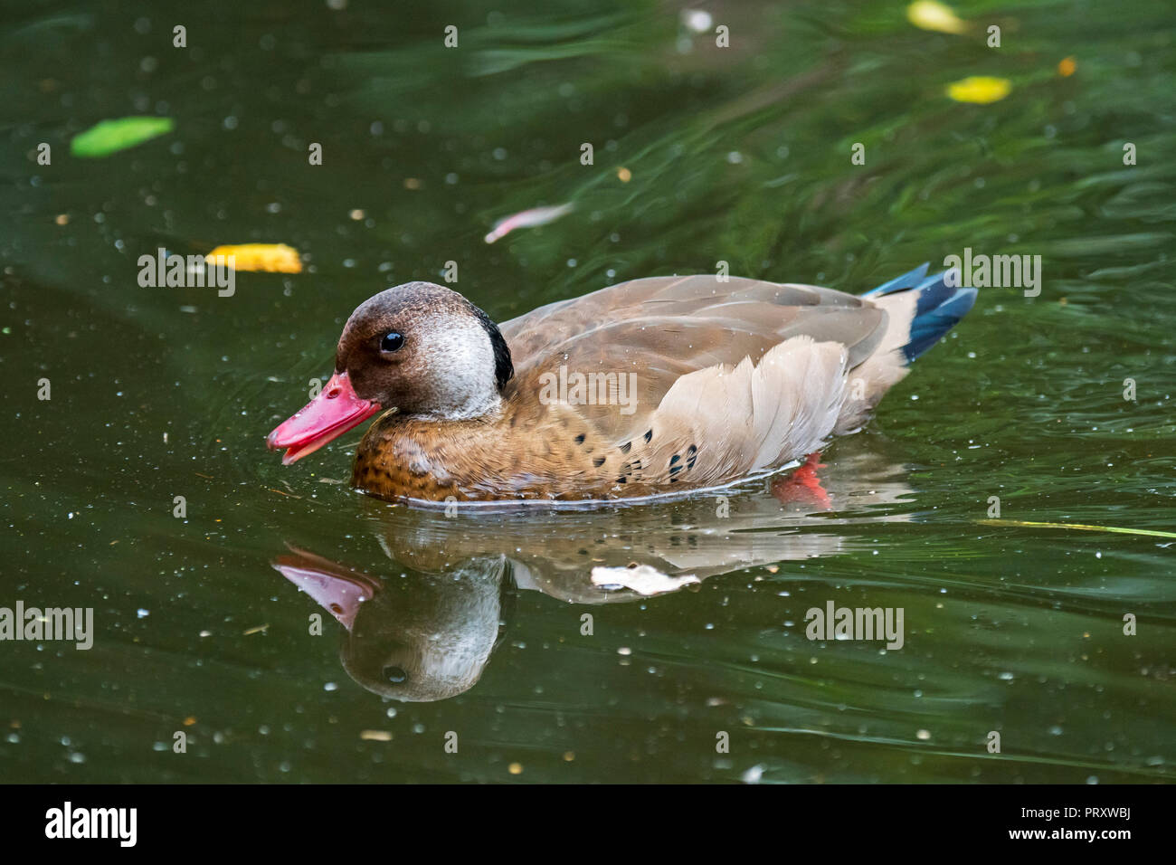 Brazilian teal amazonetta brasiliensis hi-res stock photography and ...