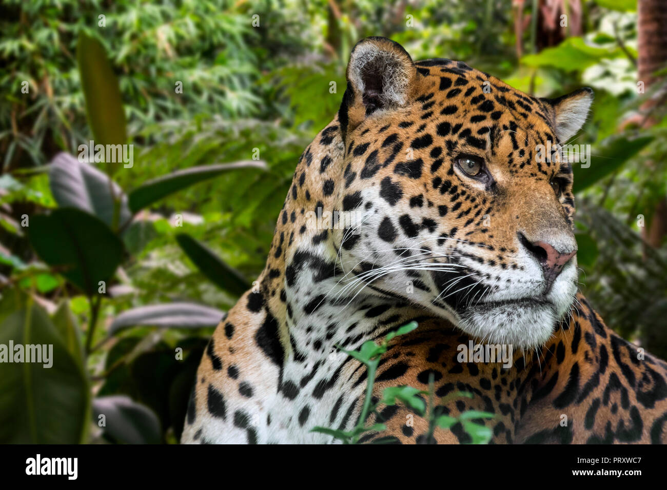 Tropical Rainforest Jaguar