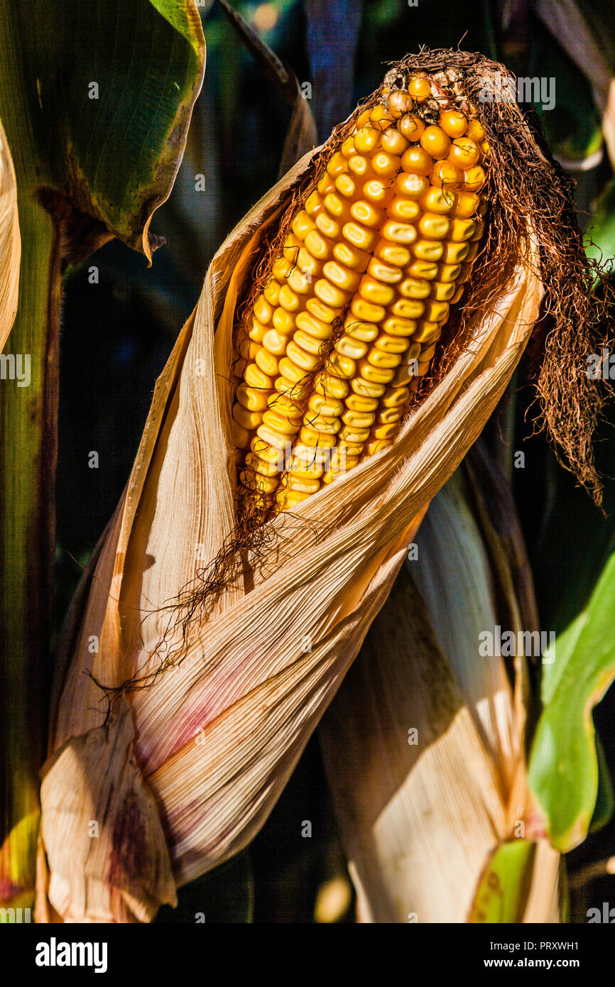 Corn Ears Lakeville, Connecticut, USA Stock Photo - Alamy
