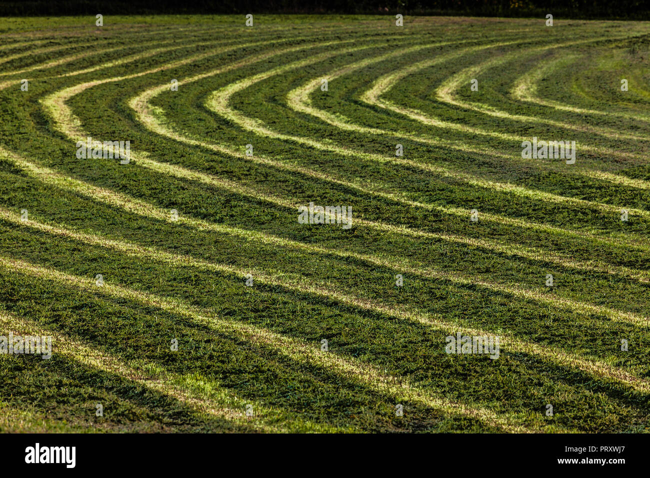 New Mown Hay Field Canaan, Connecticut, USA Stock Photo - Alamy