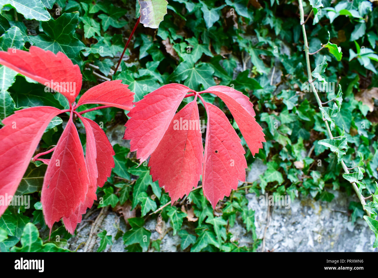 Plant with red leaves on stone wall Stock Photo - Alamy