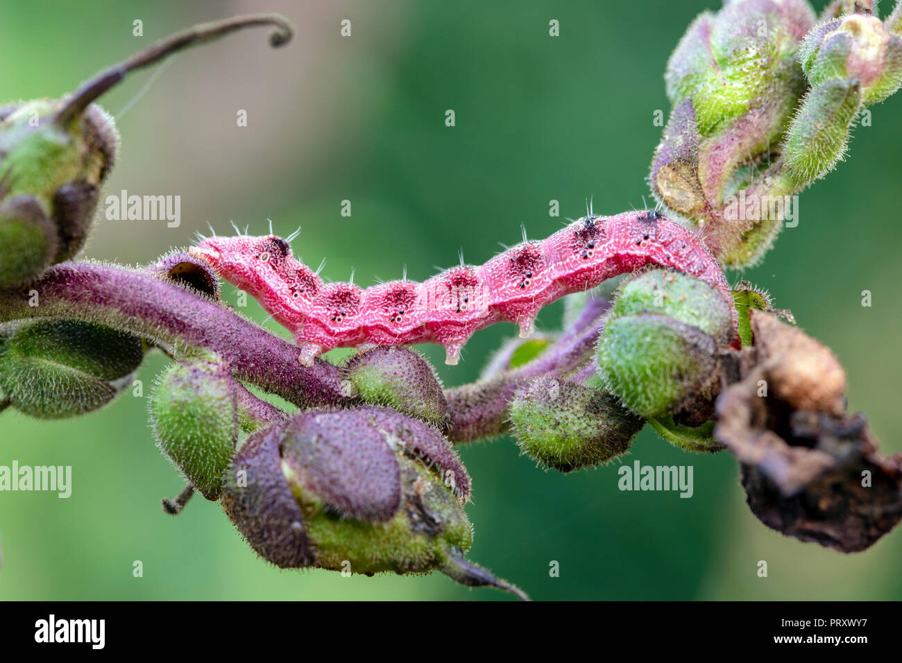 Budworm hi-res stock photography and images - Alamy