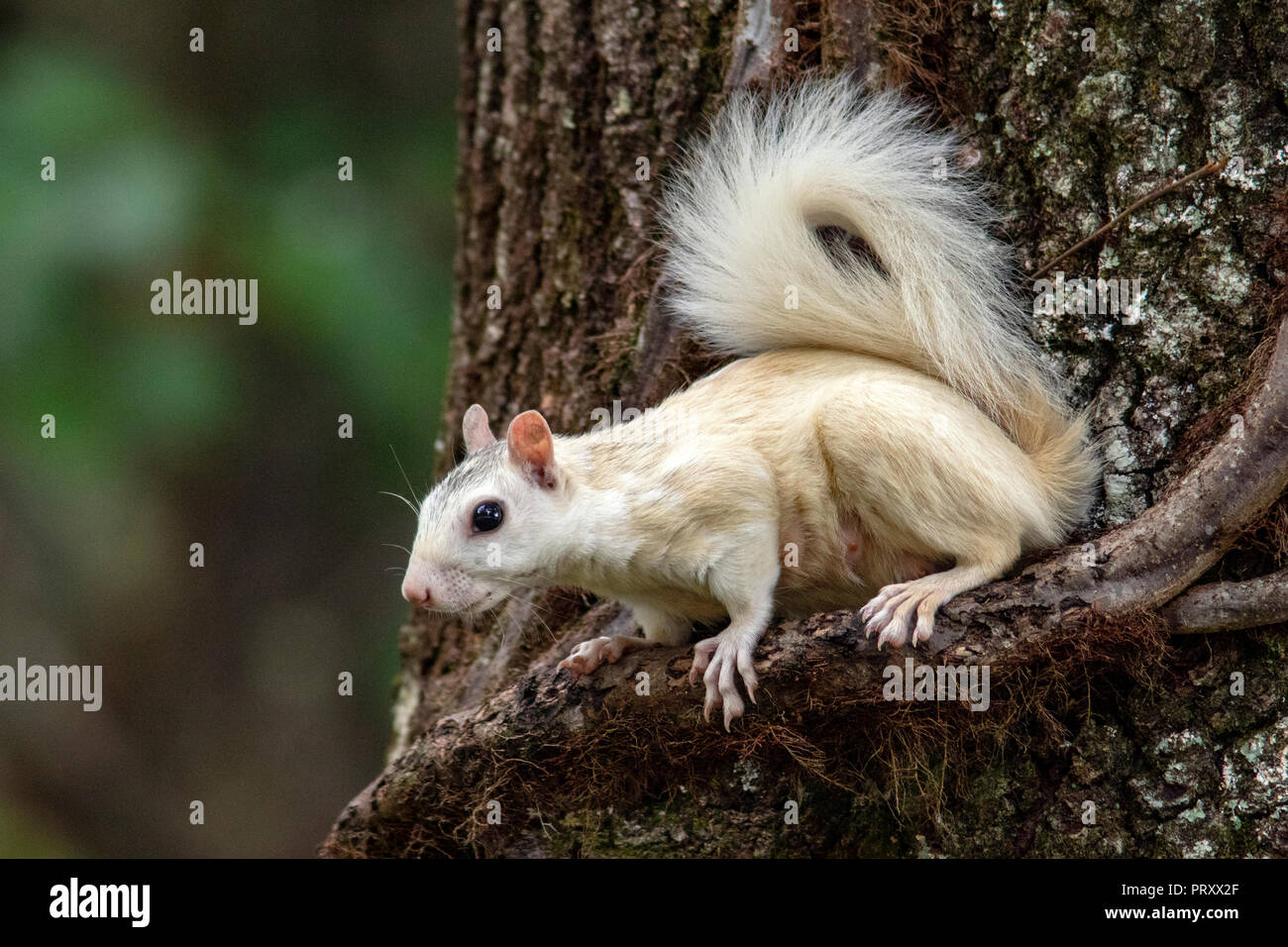 White Squirrel - color variant of Eastern Gray Squirrel (Sciurus ...