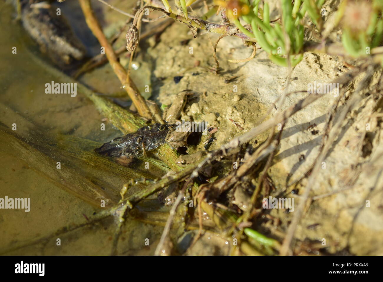 Two baby Mediterranean Painted Frogs, Discoglossus pictus, small ...
