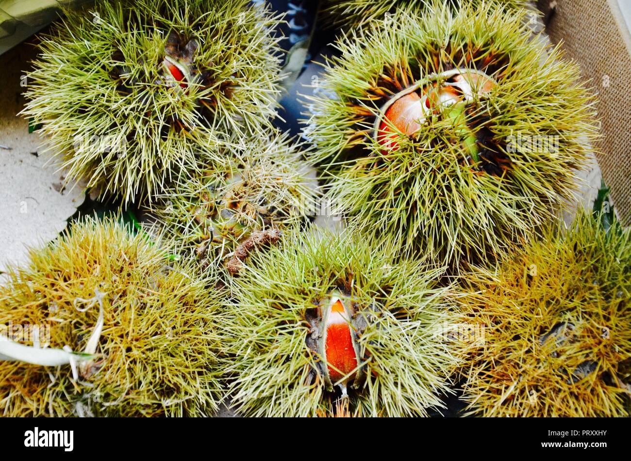 French chestnuts (châtaigne) on display, Borough Market, Southwark ...