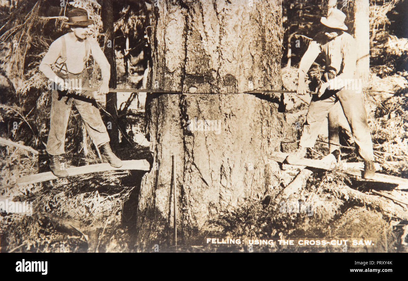 Loggers Felling Tree Using Cross-Cut Saw, Pacific Northwest Loggers ...