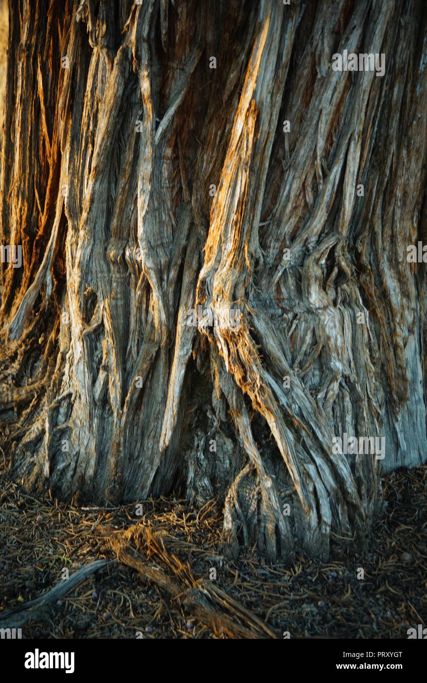 Juniper forms and textures Stock Photo - Alamy