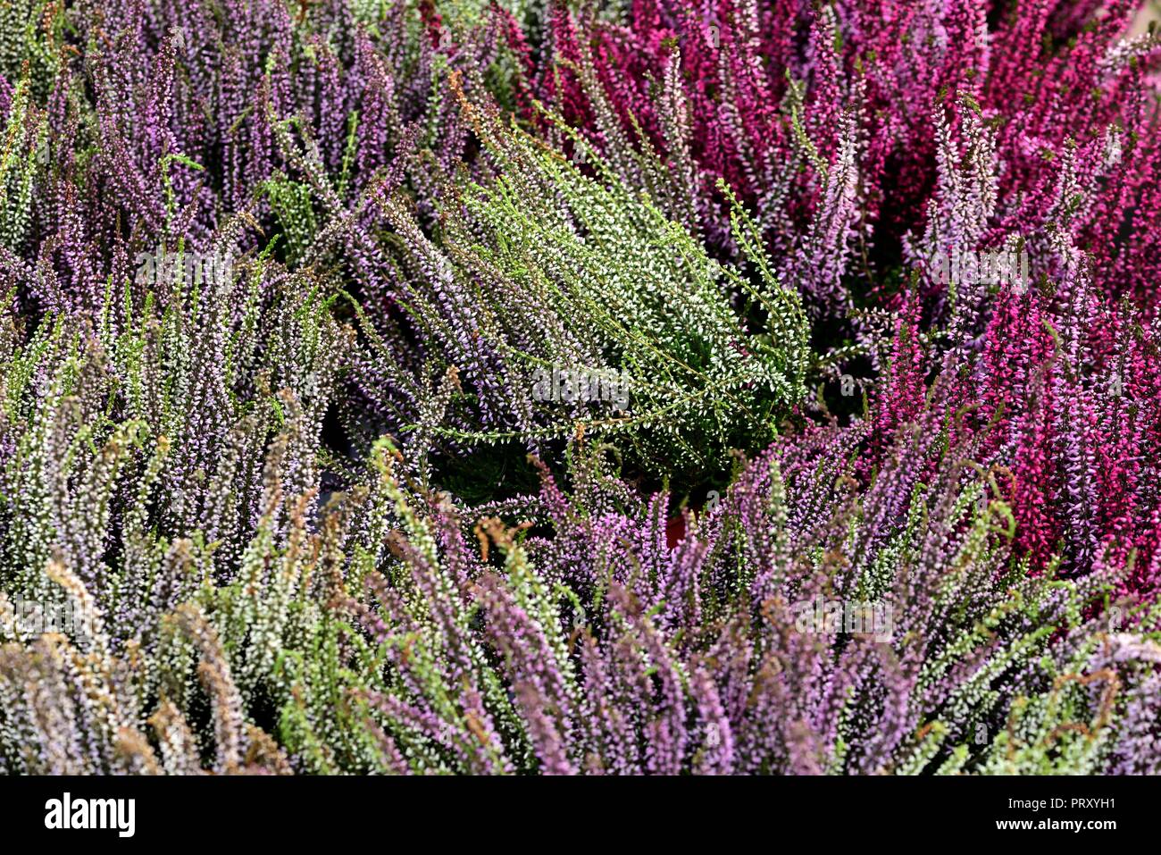 Heather bed hi-res stock photography and images - Alamy