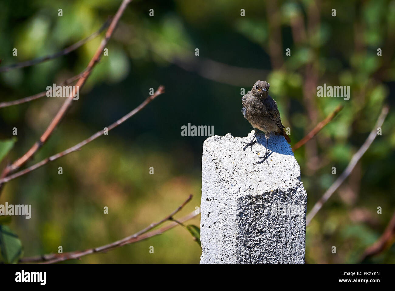 Juvenile bird sitting on a stone pillar Stock Photo - Alamy