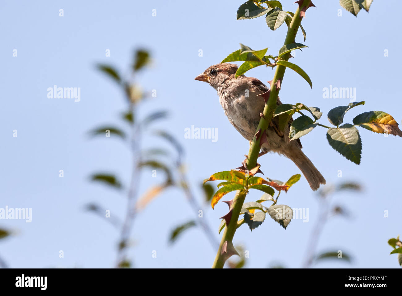 House sparrow sitting on a branch (Passer domesticus Stock Photo - Alamy