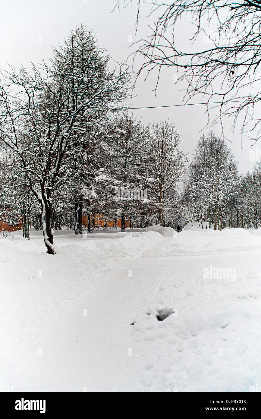 Tree trees winter cold hi-res stock photography and images - Alamy