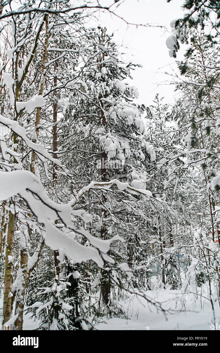 Tree trees winter cold hi-res stock photography and images - Alamy