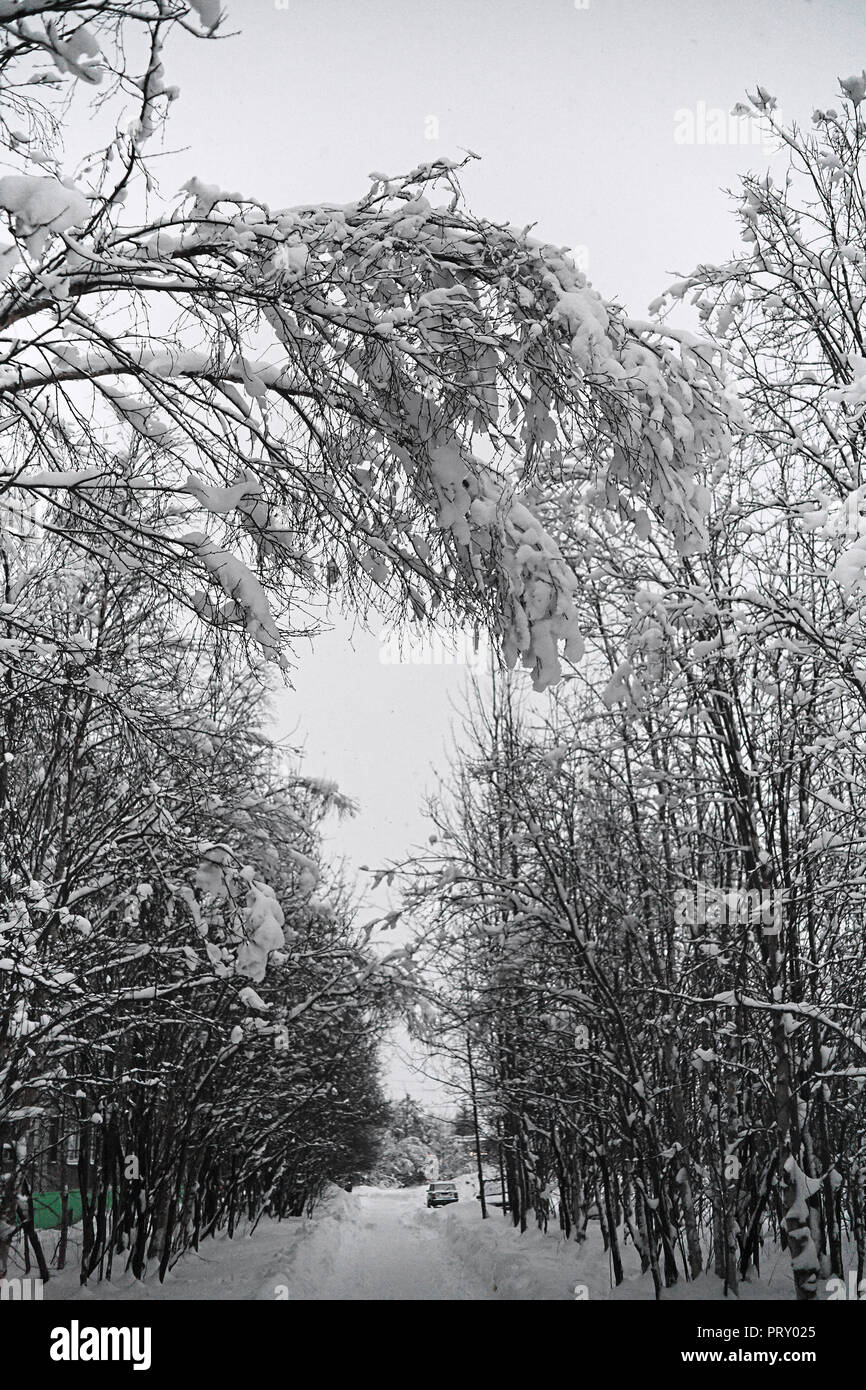 Tree trees winter cold hi-res stock photography and images - Alamy