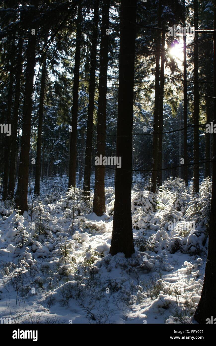 Snow forest in Germany Harz very beautiful winter colorful view travel ...