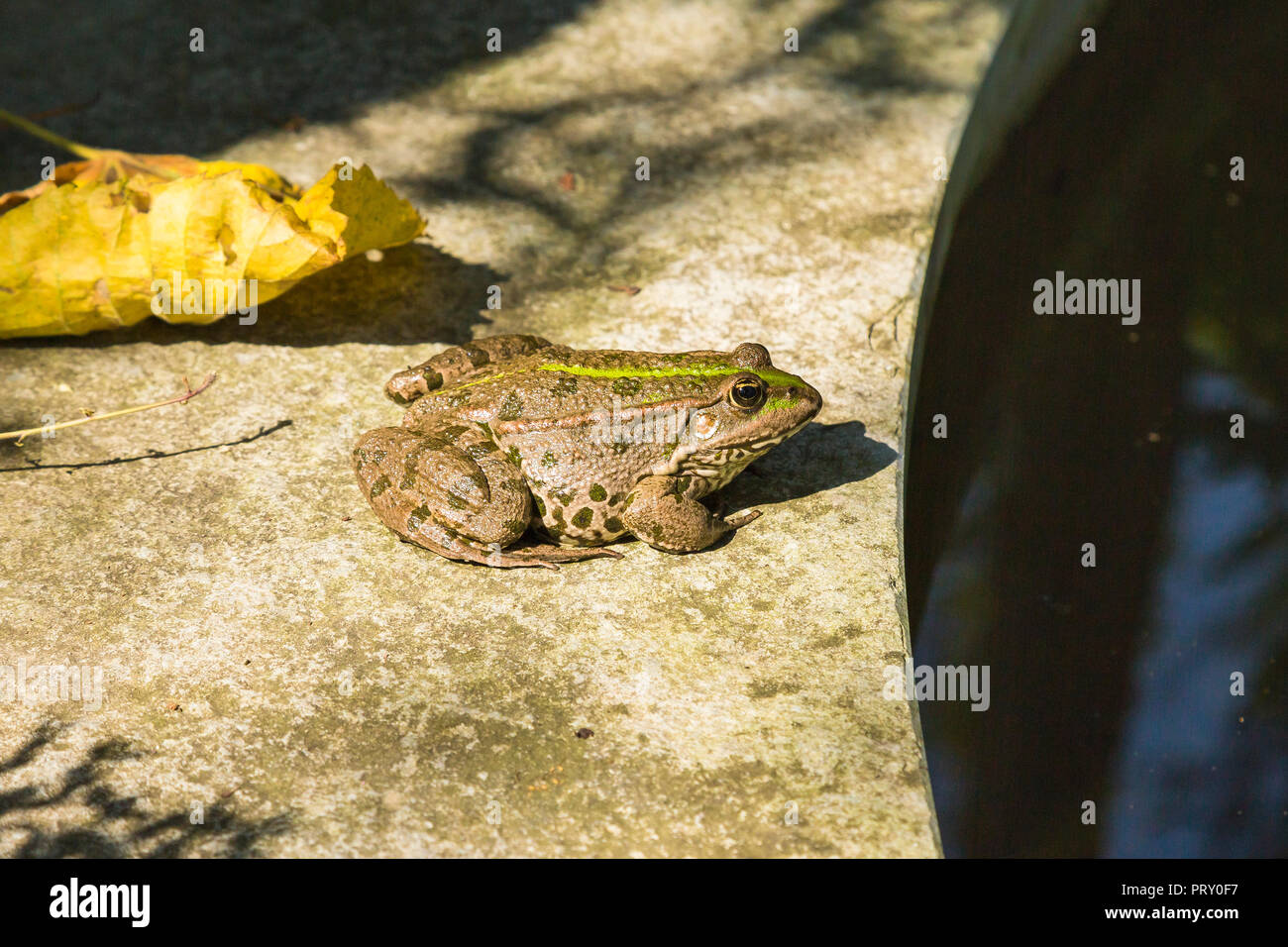 Frosch natur hi-res stock photography and images - Alamy