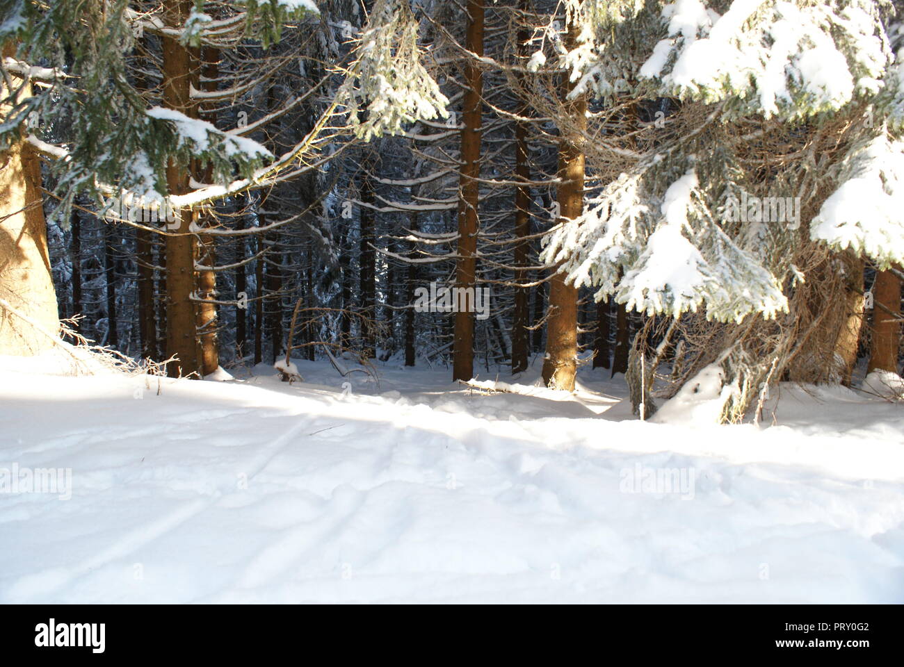 Snow forest in Germany Harz very beautiful winter colorful view travel ...