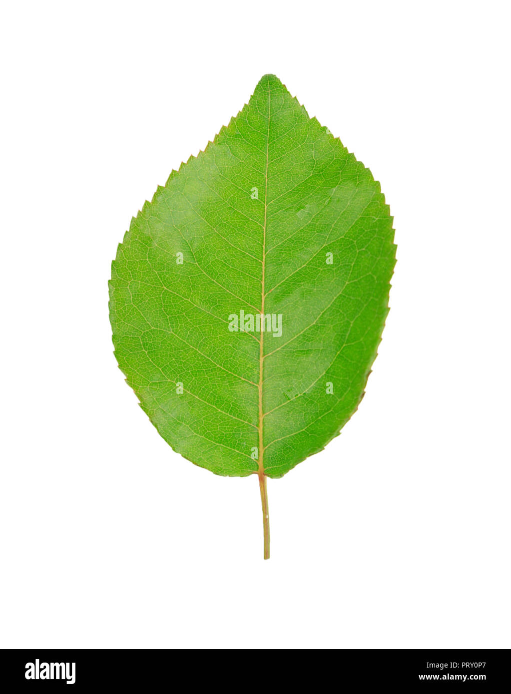 one green leaf with visible structure isolated on white background ...