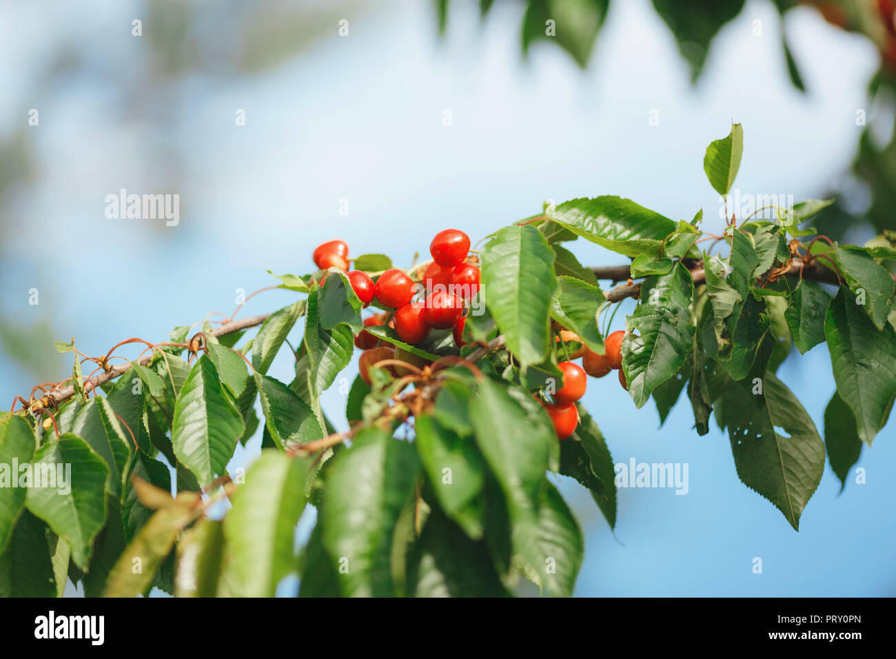 cherries ripen on a tree branch on blue sky background Stock Photo - Alamy