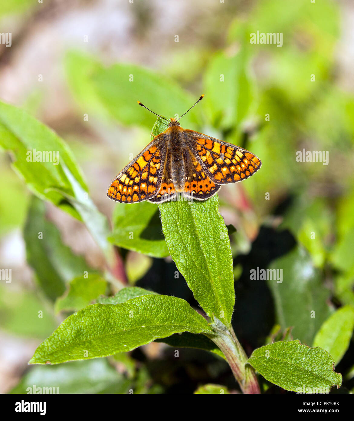 Marsh Fritillary butterfly Eurodryas aurinia llyn peninsula North Wales ...