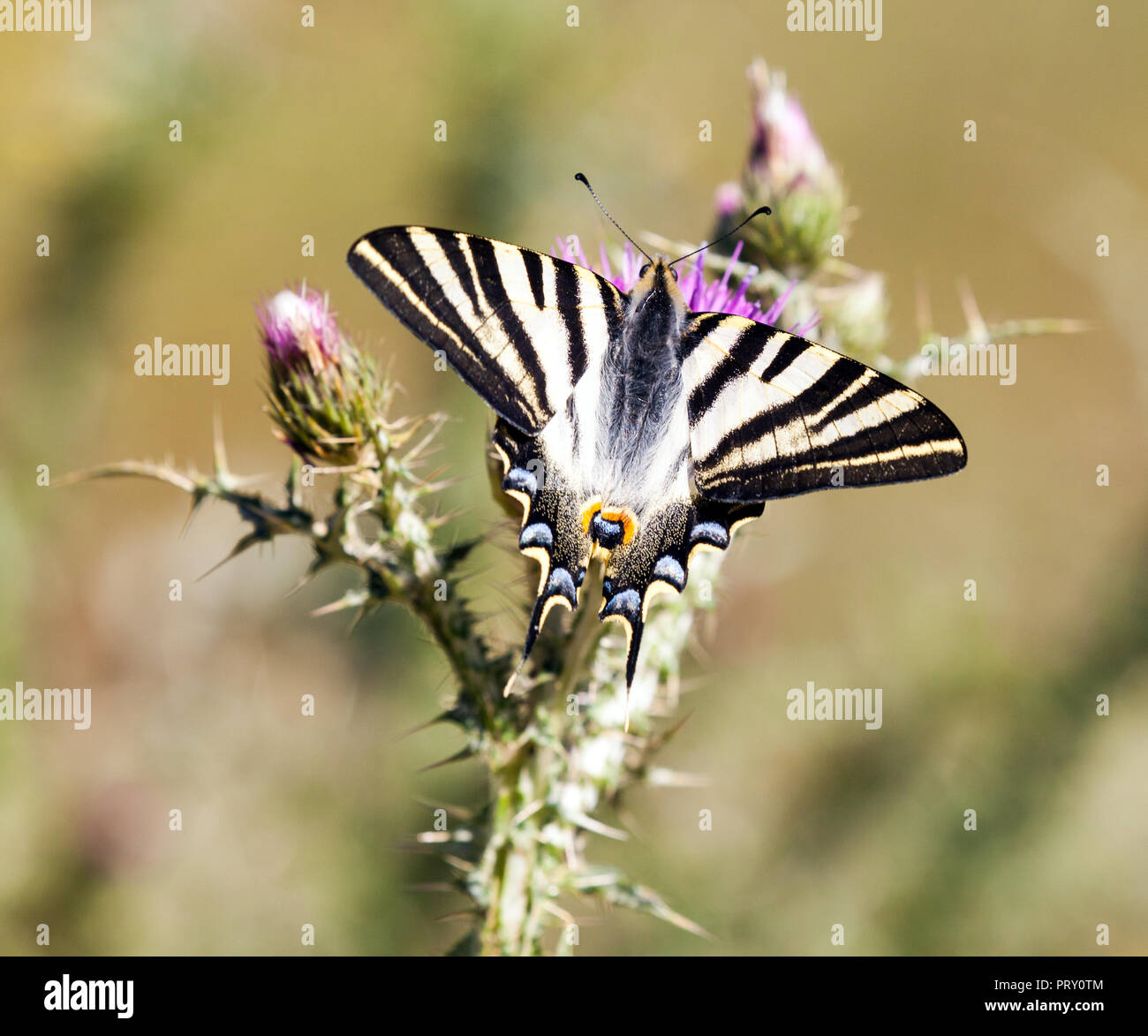 Butterfly Iphiclides Podalirius Swallowtail High Resolution Stock ...