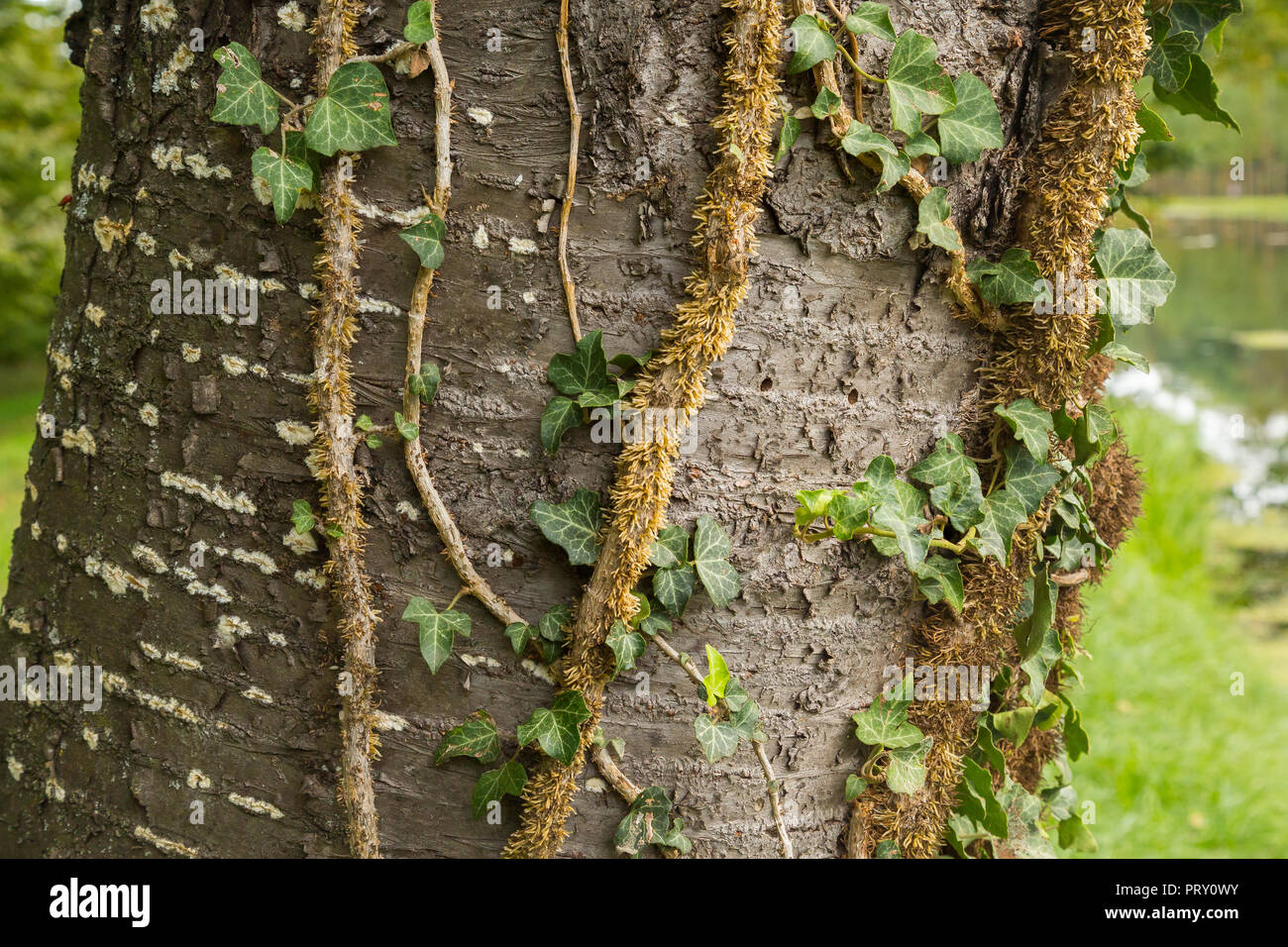 Efeu und Ranken am Baum, Laxenburg, Austria Stock Photo - Alamy