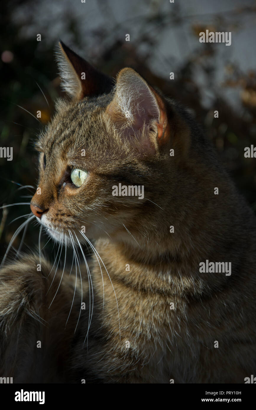 Young domestic cat watches hi-res stock photography and images - Alamy