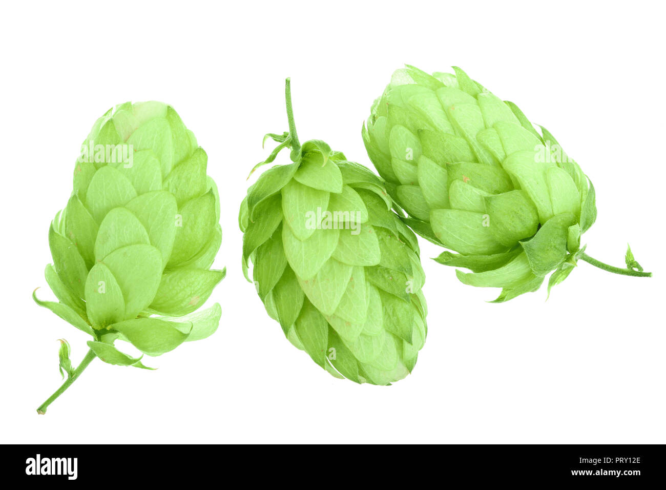hop cones isolated on white background close-up. Top view. Flat lay ...