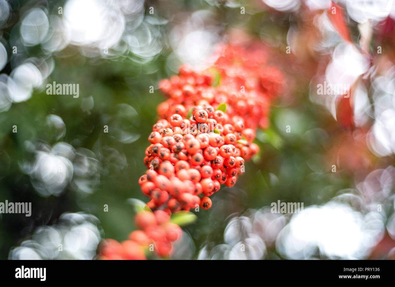 Fiery red fruit of scarlet firethorn, Pyracantha coccinea Stock Photo ...