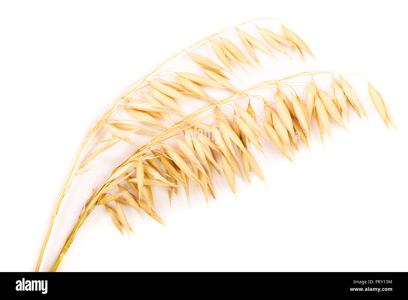 Ear of oatmeal hi-res stock photography and images - Alamy