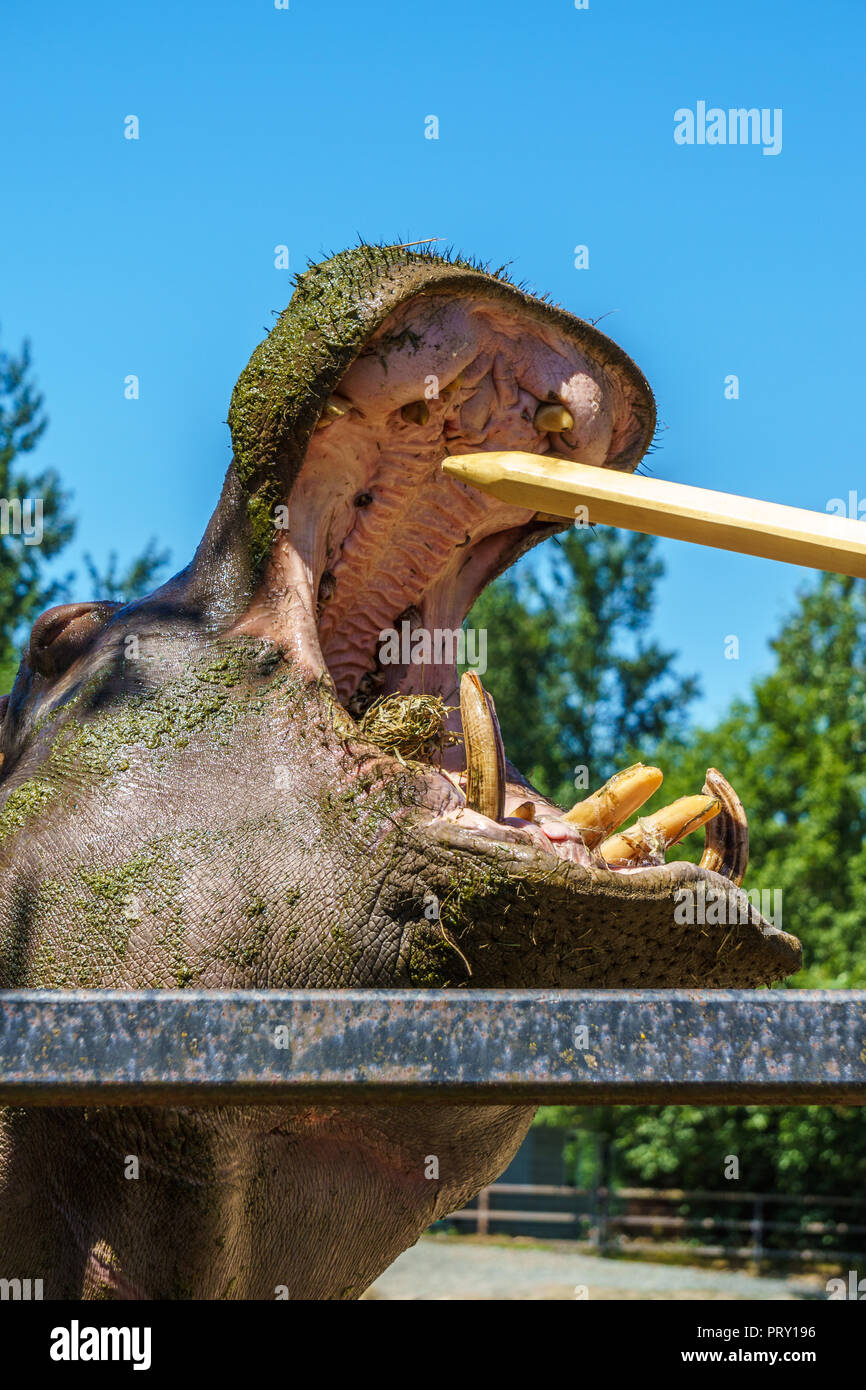 Hippopotamus (hippos) eating some hay, opening its mouth and showing ...