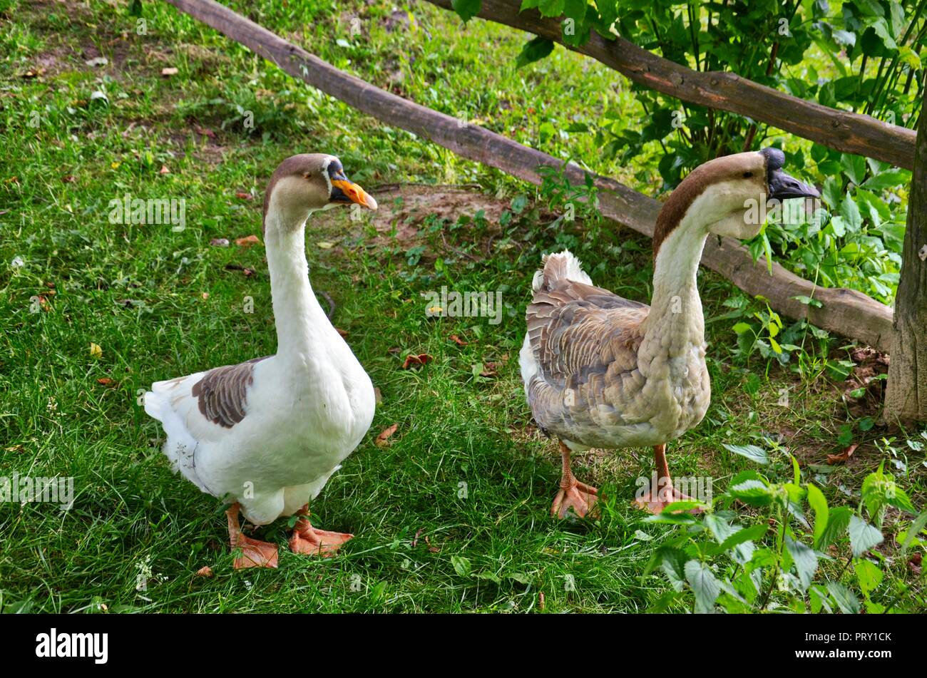Goose herder hi-res stock photography and images - Alamy